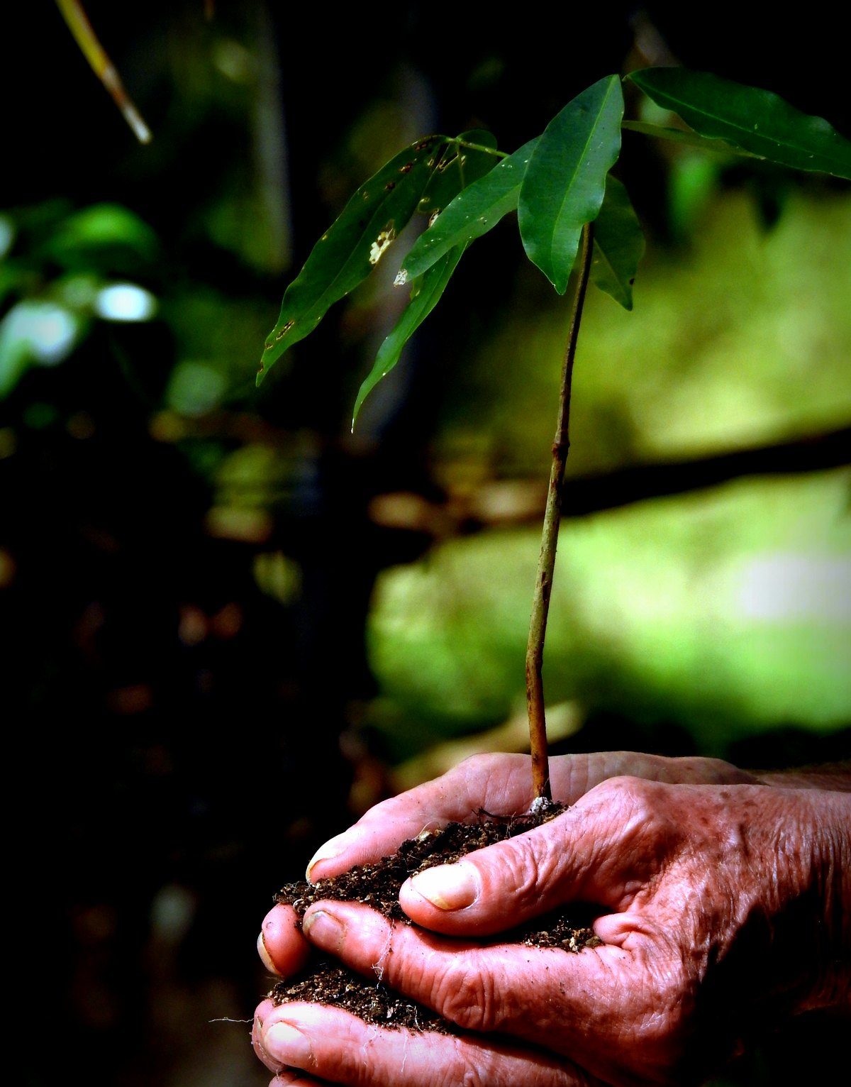 Solving the tree planting puzzle: natural forest regeneration for rapid ...