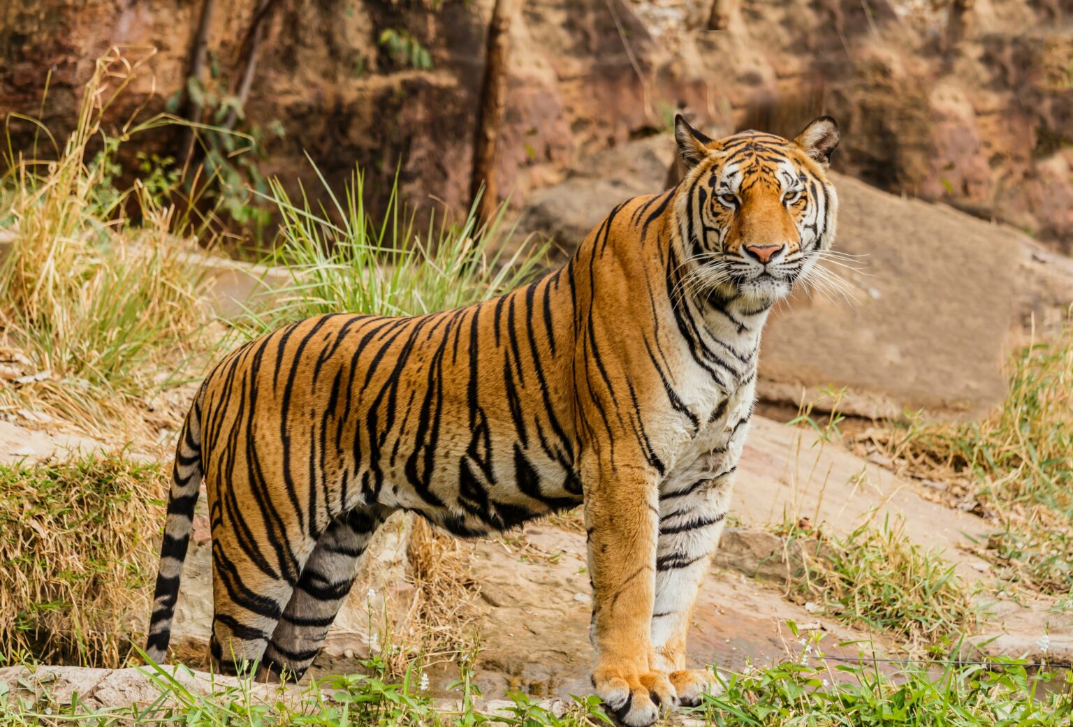 Bengal Tigers bounce back rapidly in Nepal | Rapid Transition Alliance